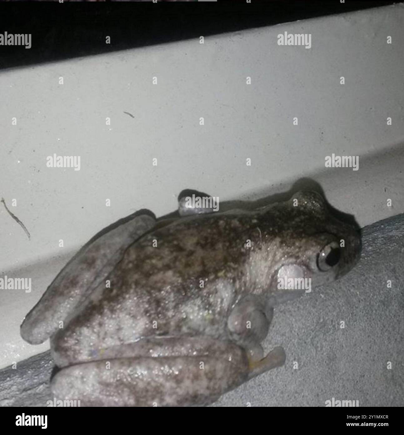 Peron's Laughing Tree Frog (Litoria peronii) Amphibia Stock Photo - Alamy