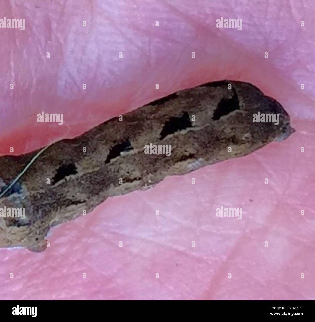 Cutworms and Dart Moths (Noctuinae) Insecta Stock Photo - Alamy
