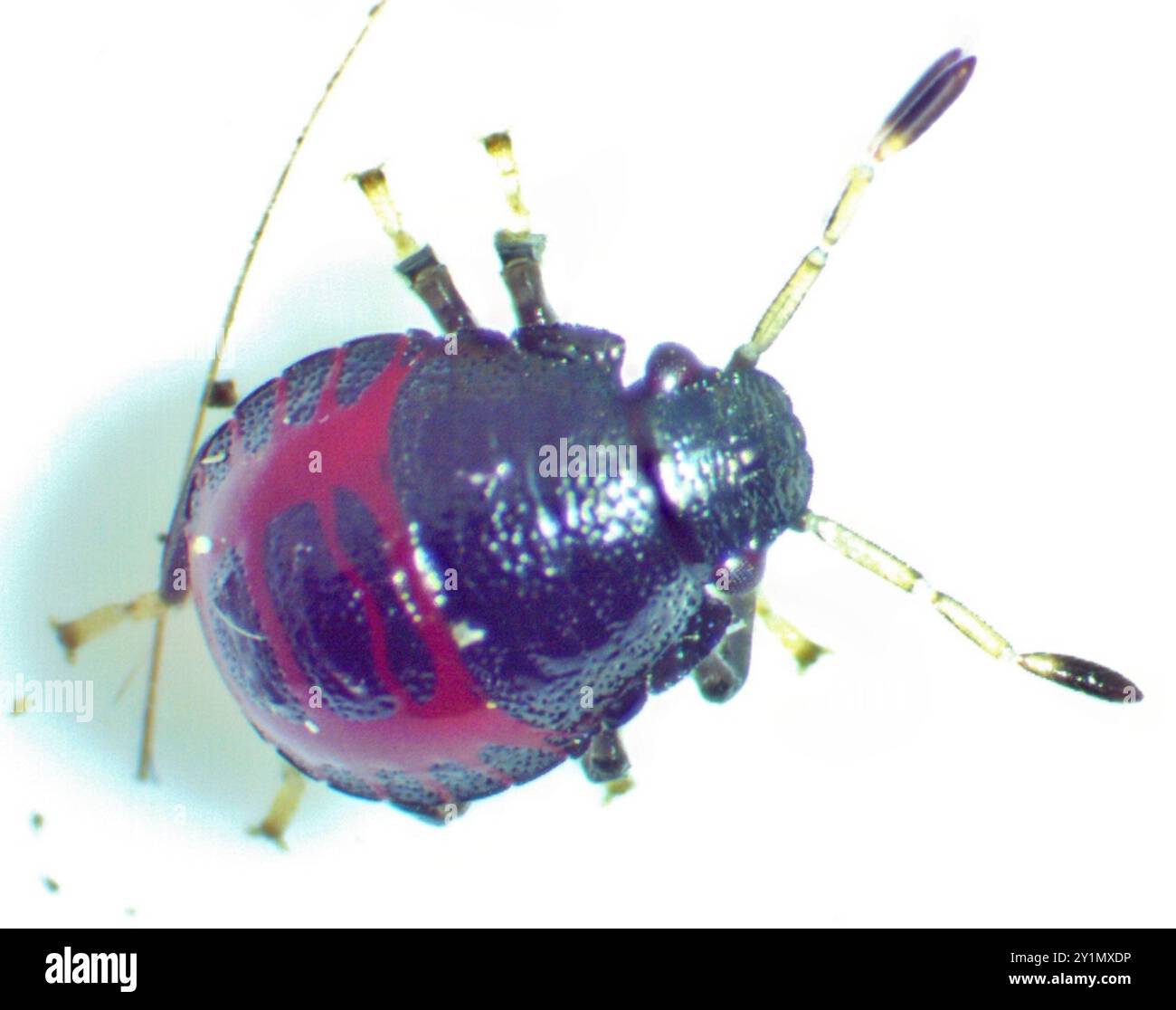 Predatory Stink Bugs (Asopinae) Insecta Stock Photo - Alamy