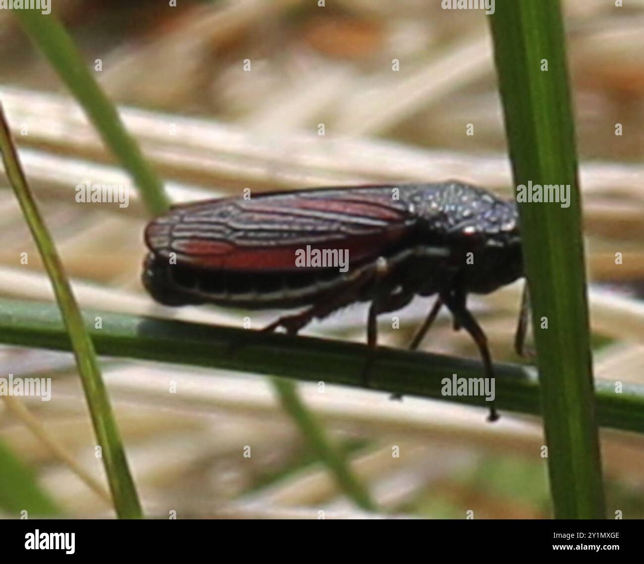 Striped Leafhopper (Cuerna striata) Insecta Stock Photo - Alamy