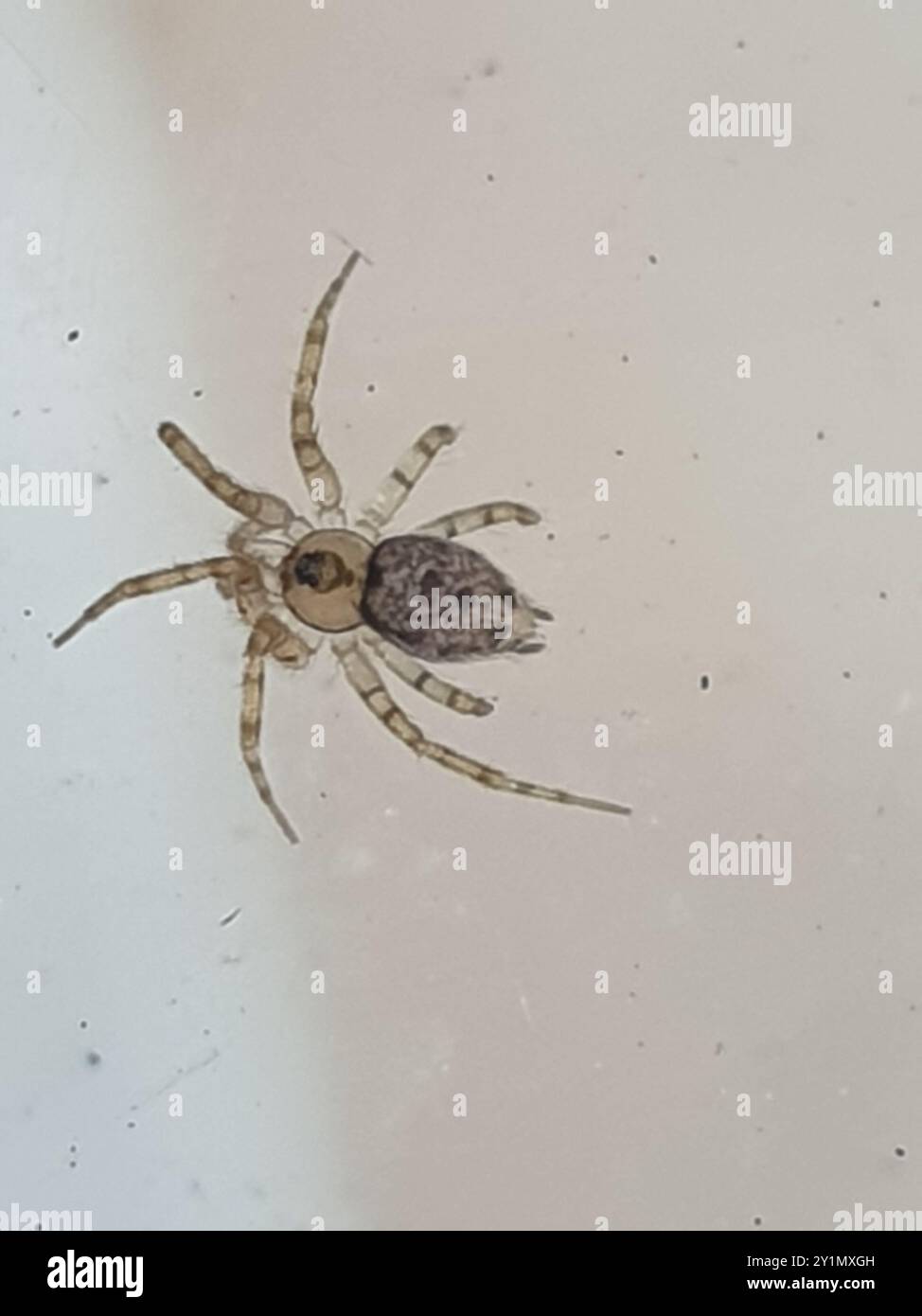 Wall Spider (Oecobius navus) Arachnida Stock Photo - Alamy