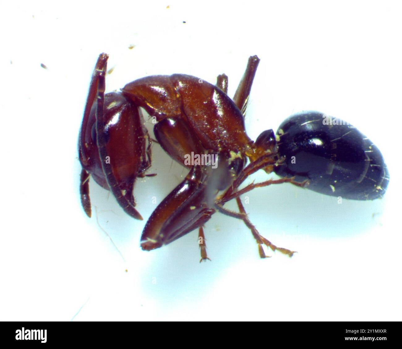 Deceptive Carpenter Ant Camponotus Decipiens Insecta Stock Photo Alamy