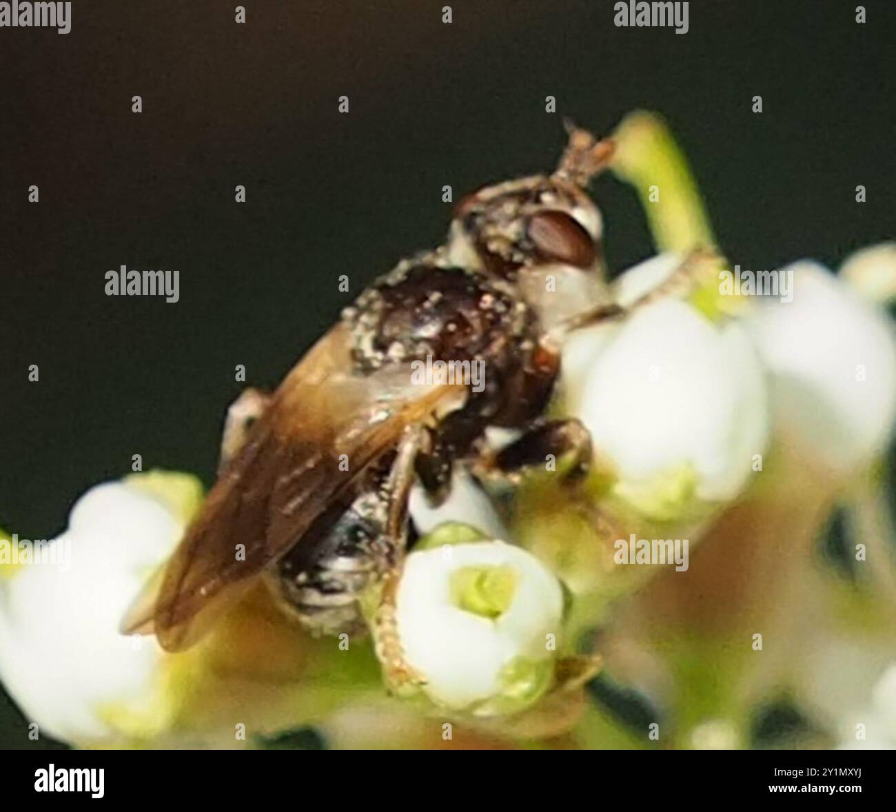 (Myopa vesiculosa) Insecta Stock Photo - Alamy