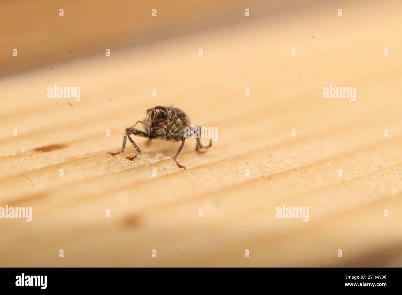 Cabbage Stem Weevil (Ceutorhynchus pallidactylus) Insecta Stock Photo ...