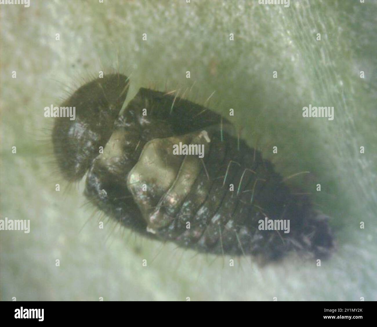 Mite-eating Ladybirds (Stethorus) Insecta Stock Photo - Alamy