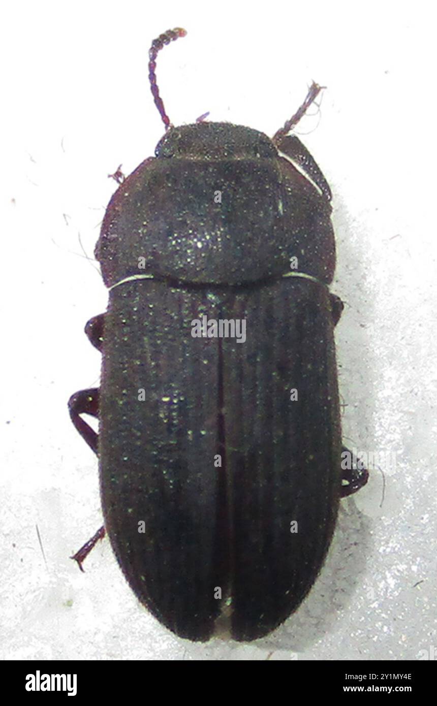 Dusty Surface Beetles (Gonocephalum) Insecta Stock Photo - Alamy