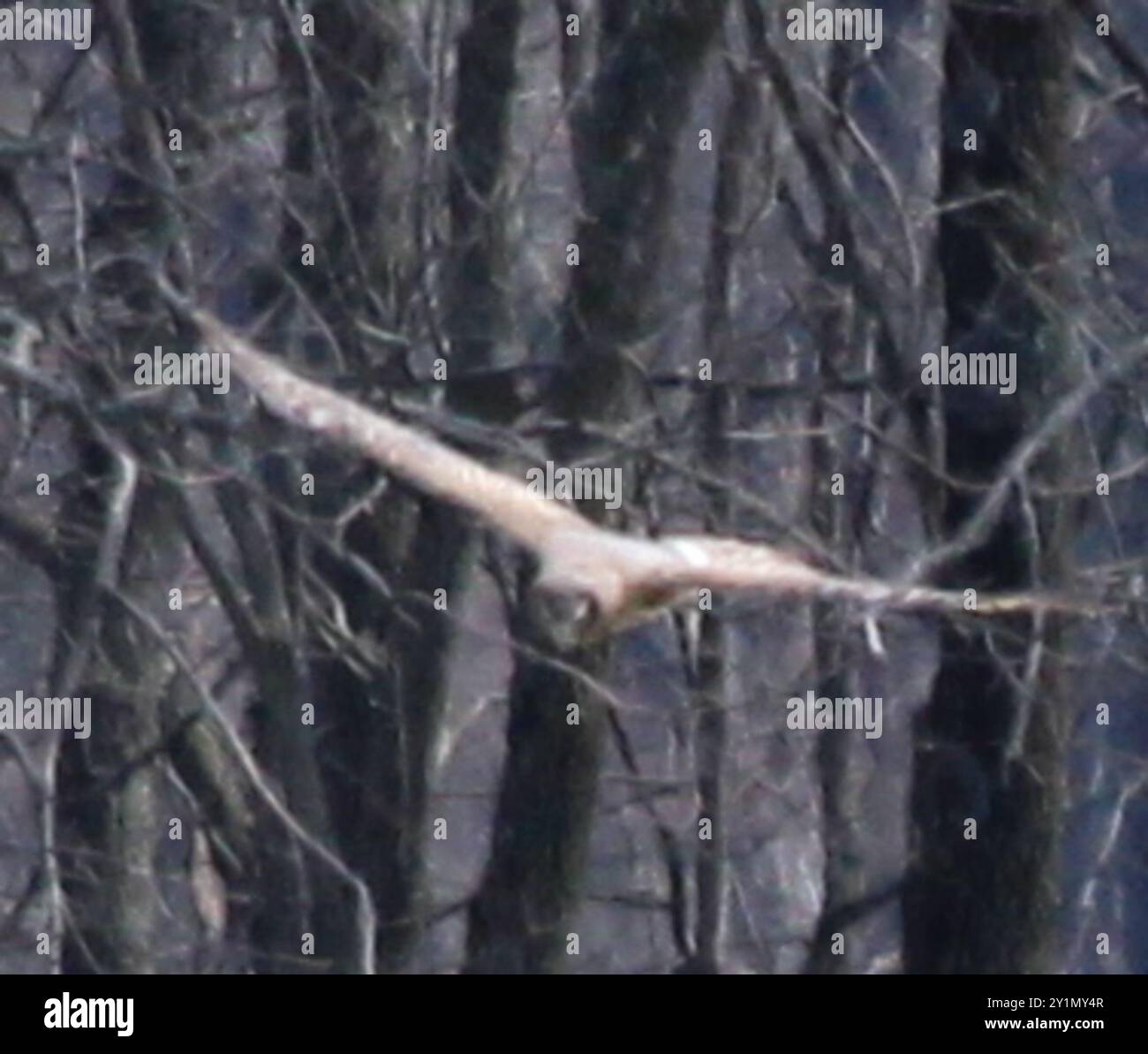 Northern Harrier (Circus hudsonius) Aves Stock Photo - Alamy