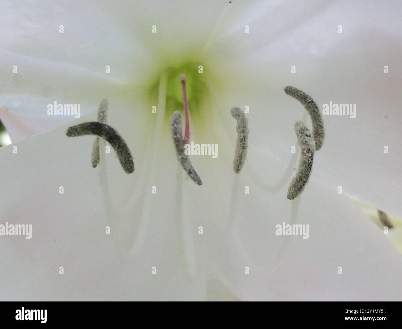 Natal Swamplily (Crinum moorei) Plantae Stock Photo - Alamy