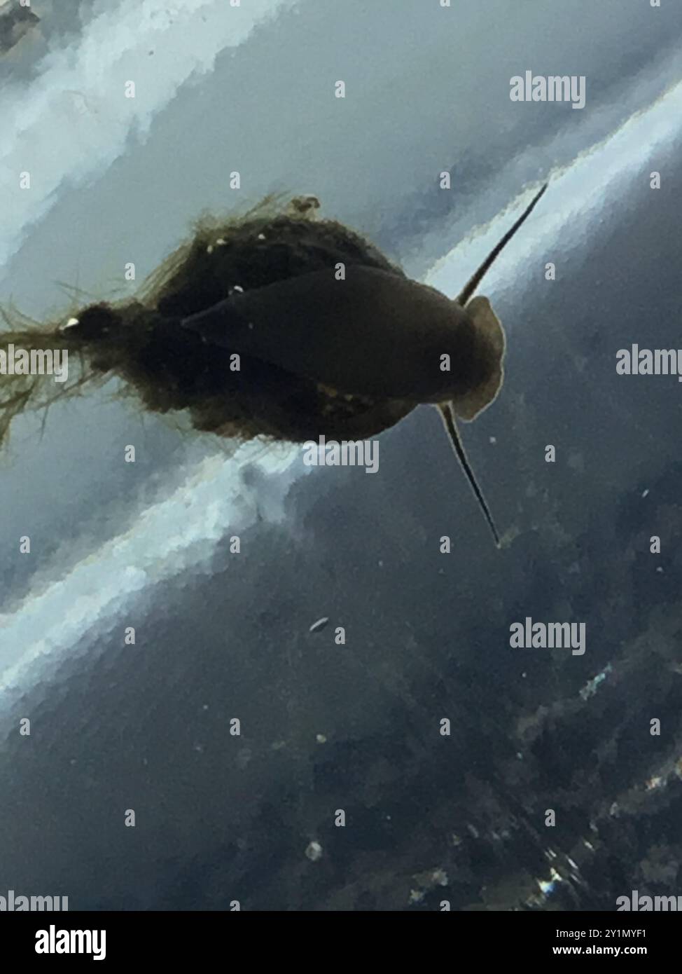 Acute Bladder Snail (Physella acuta) Mollusca Stock Photo - Alamy