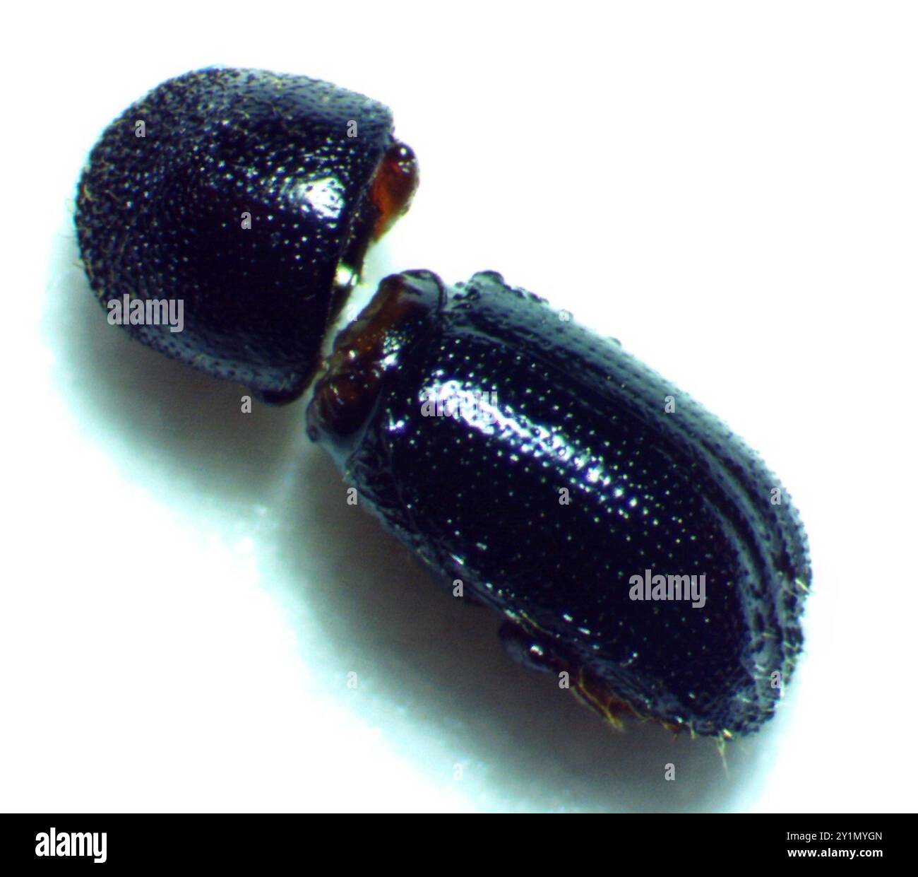 Typical Bark Beetles (Scolytini) Insecta Stock Photo - Alamy