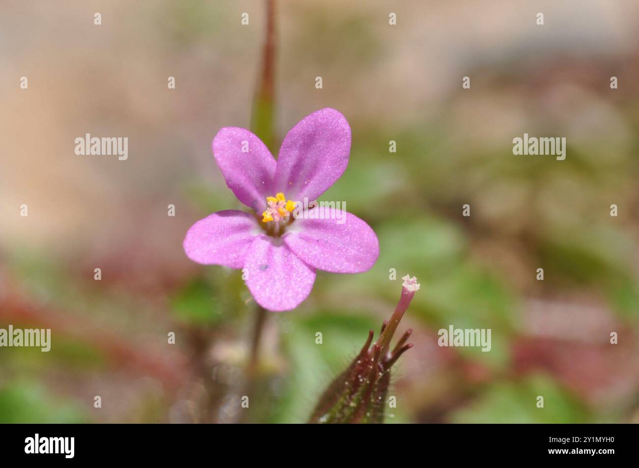 Little-Robin (Geranium purpureum) Plantae Stock Photo - Alamy