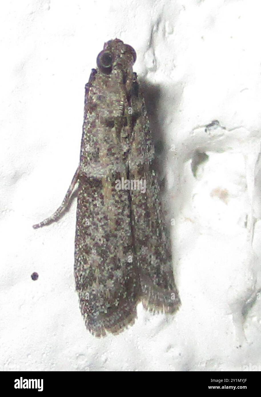 Locust bean moth (Ectomyelois ceratoniae) Insecta Stock Photo - Alamy