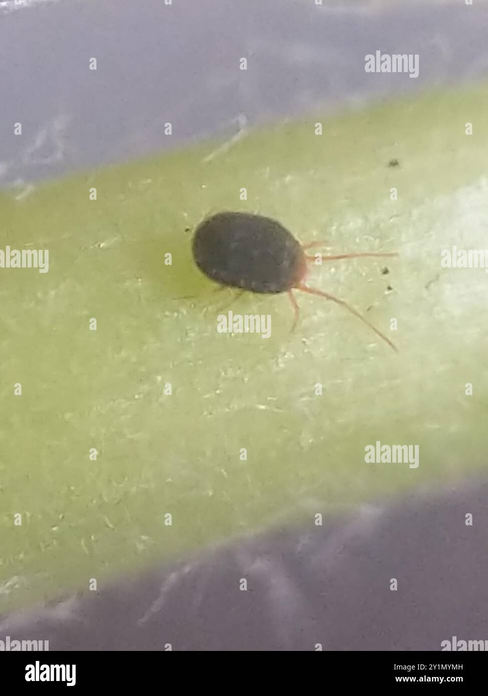 Sidewalk Mites (Balaustium) Arachnida Stock Photo - Alamy