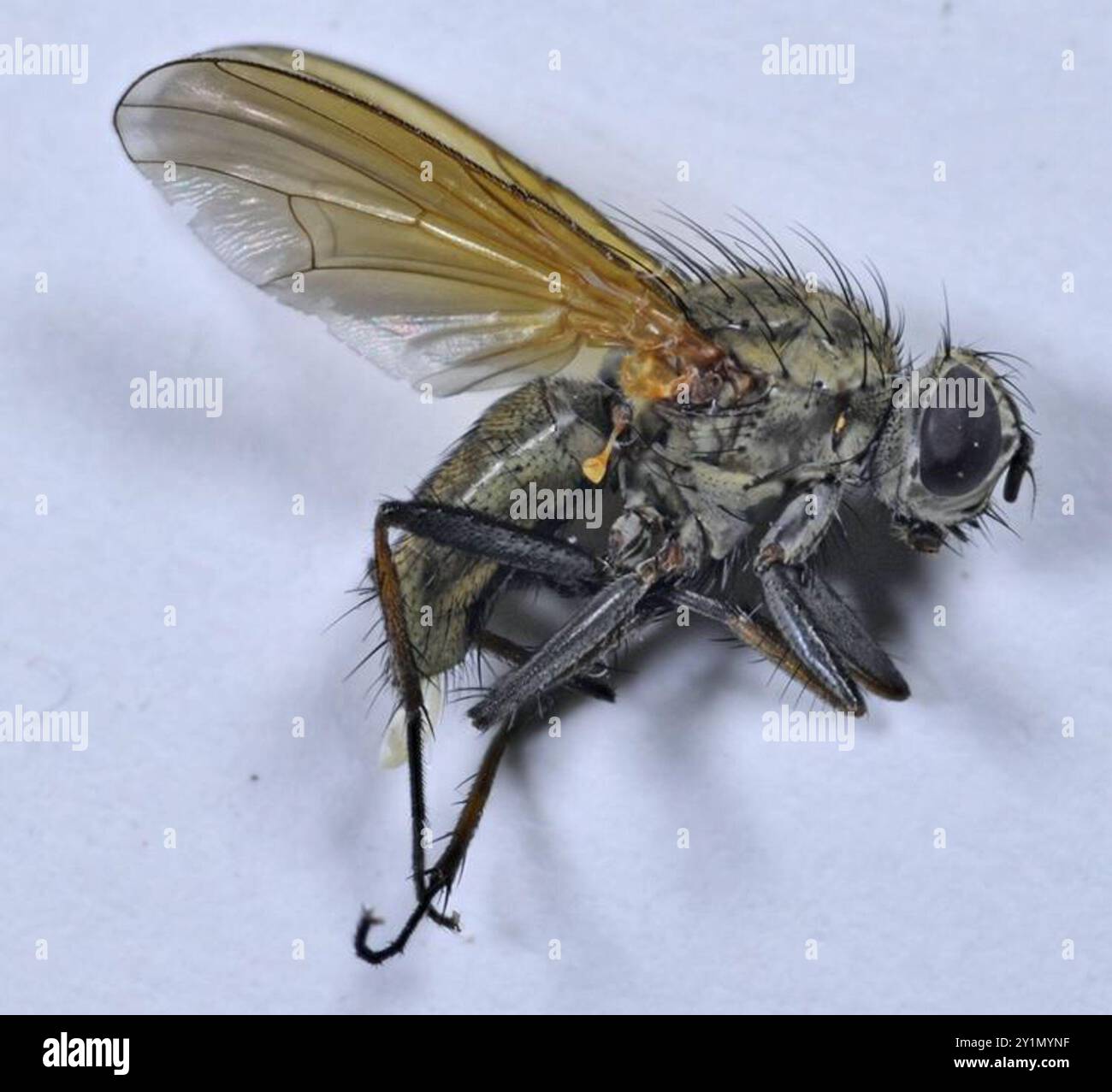 Lancifer hi-res stock photography and images - Alamy