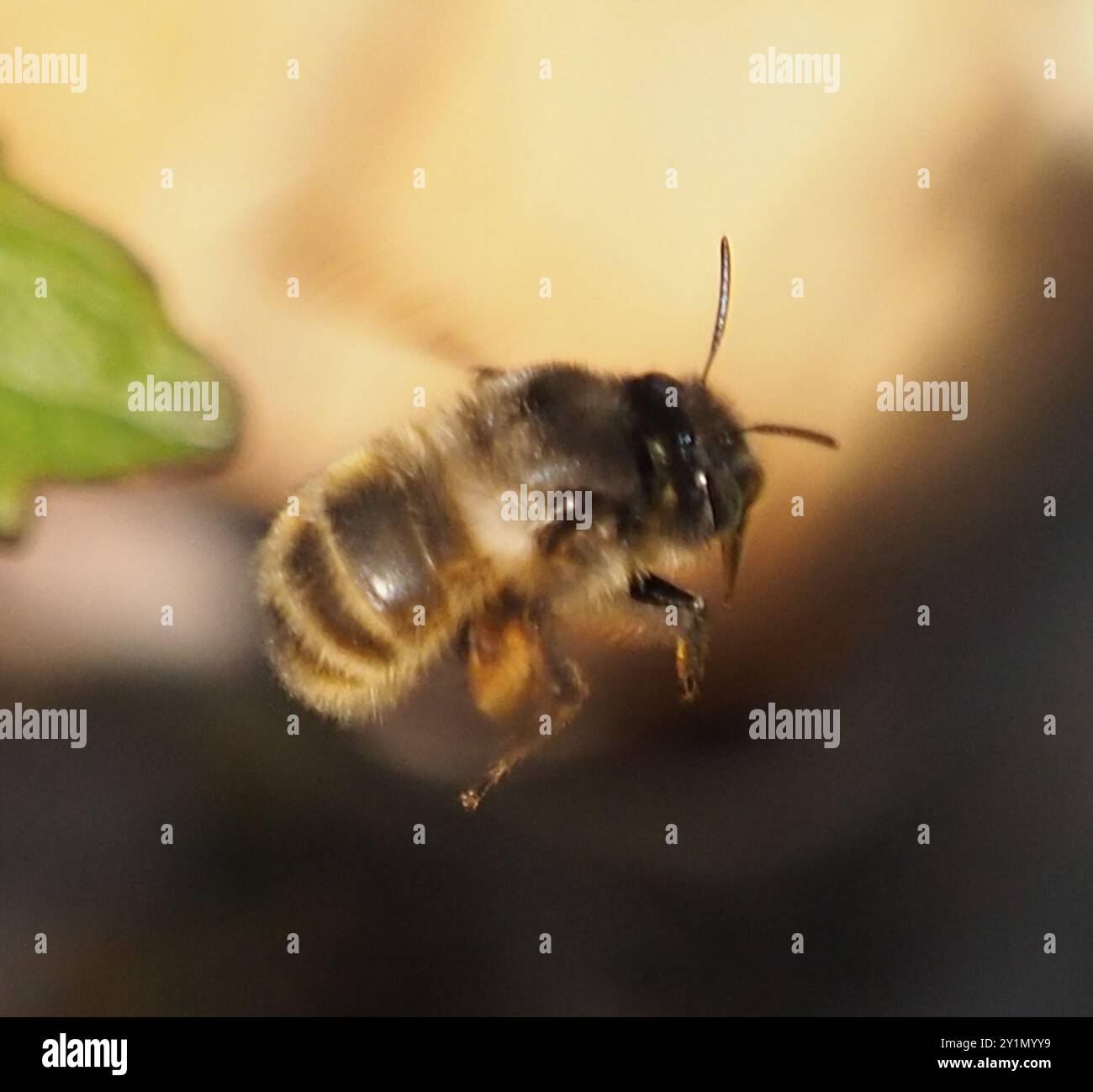 Asian Shaggy Digger Bee (Anthophora villosula) Insecta Stock Photo - Alamy