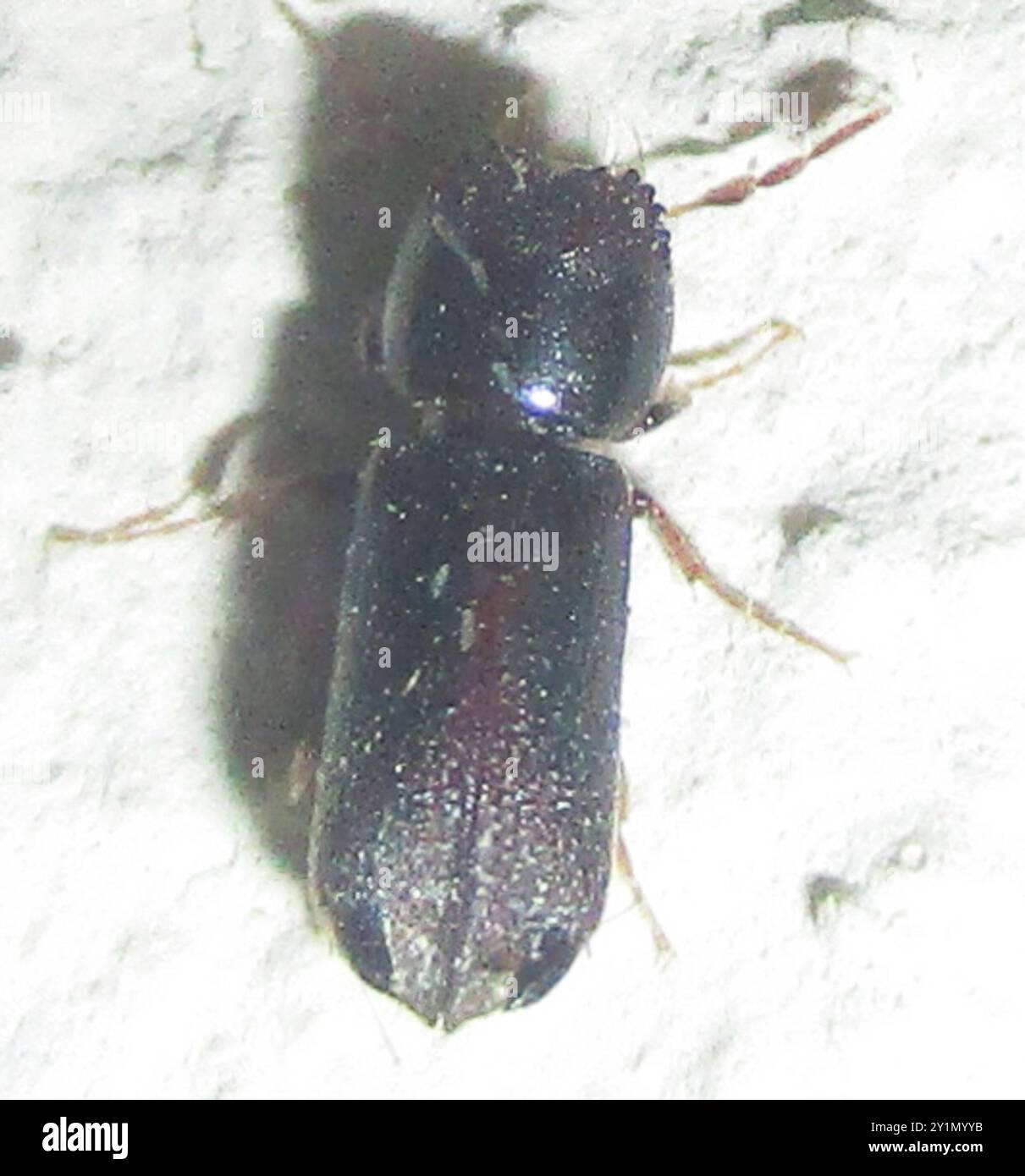 Auger Beetles (Bostrichidae) Insecta Stock Photo - Alamy