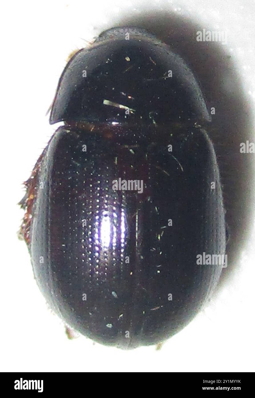 Scavenger Scarab Beetles (Hybosorinae) Insecta Stock Photo - Alamy