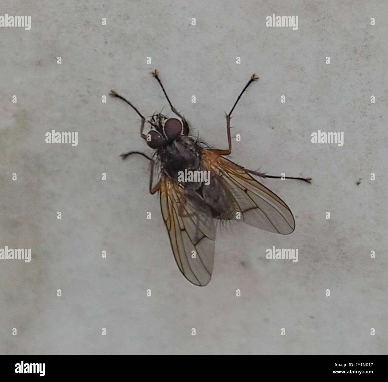 Flies (Diptera) Insecta Stock Photo - Alamy