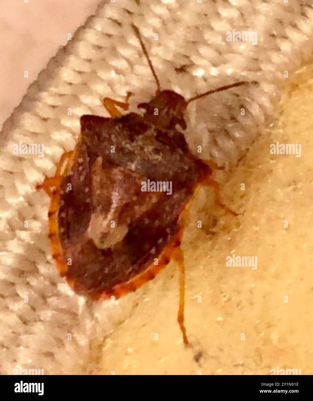 Dendrocoris hi-res stock photography and images - Alamy