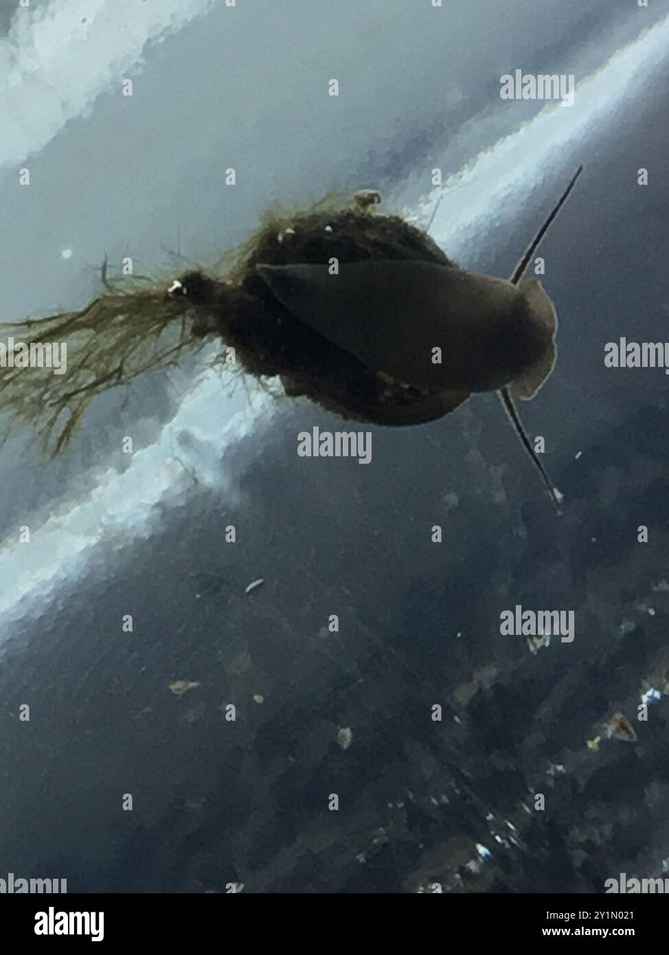 Acute Bladder Snail (Physella acuta) Mollusca Stock Photo - Alamy