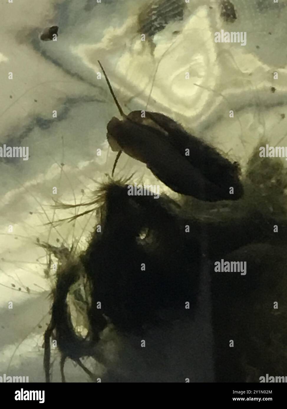 Pond Snails, Bladder Snails, and Allies (Lymnaeoidea) Mollusca Stock ...