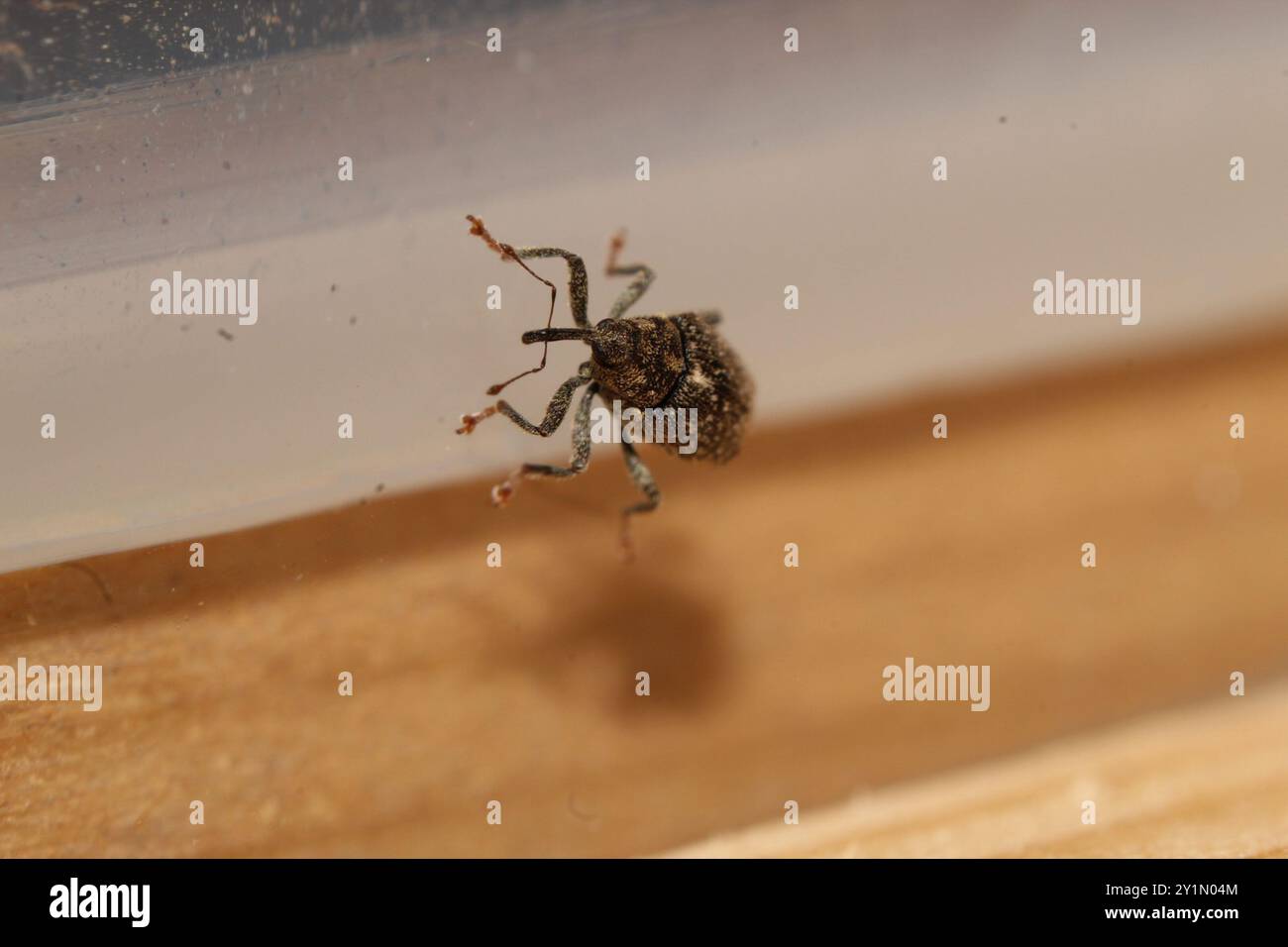 Cabbage Stem Weevil (Ceutorhynchus pallidactylus) Insecta Stock Photo ...