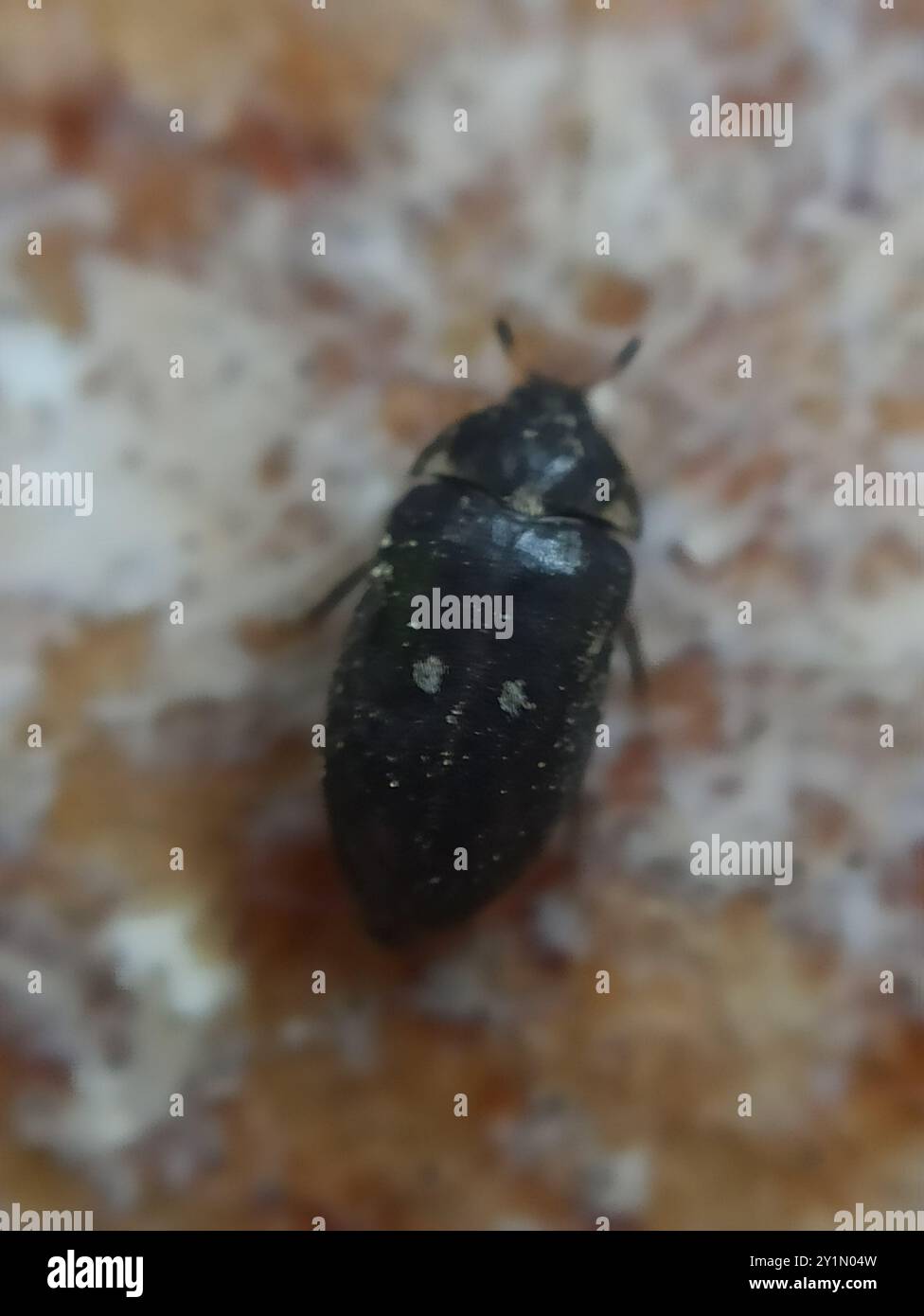 Two-spotted Carpet-beetle (Attagenus pellio) Insecta Stock Photo - Alamy