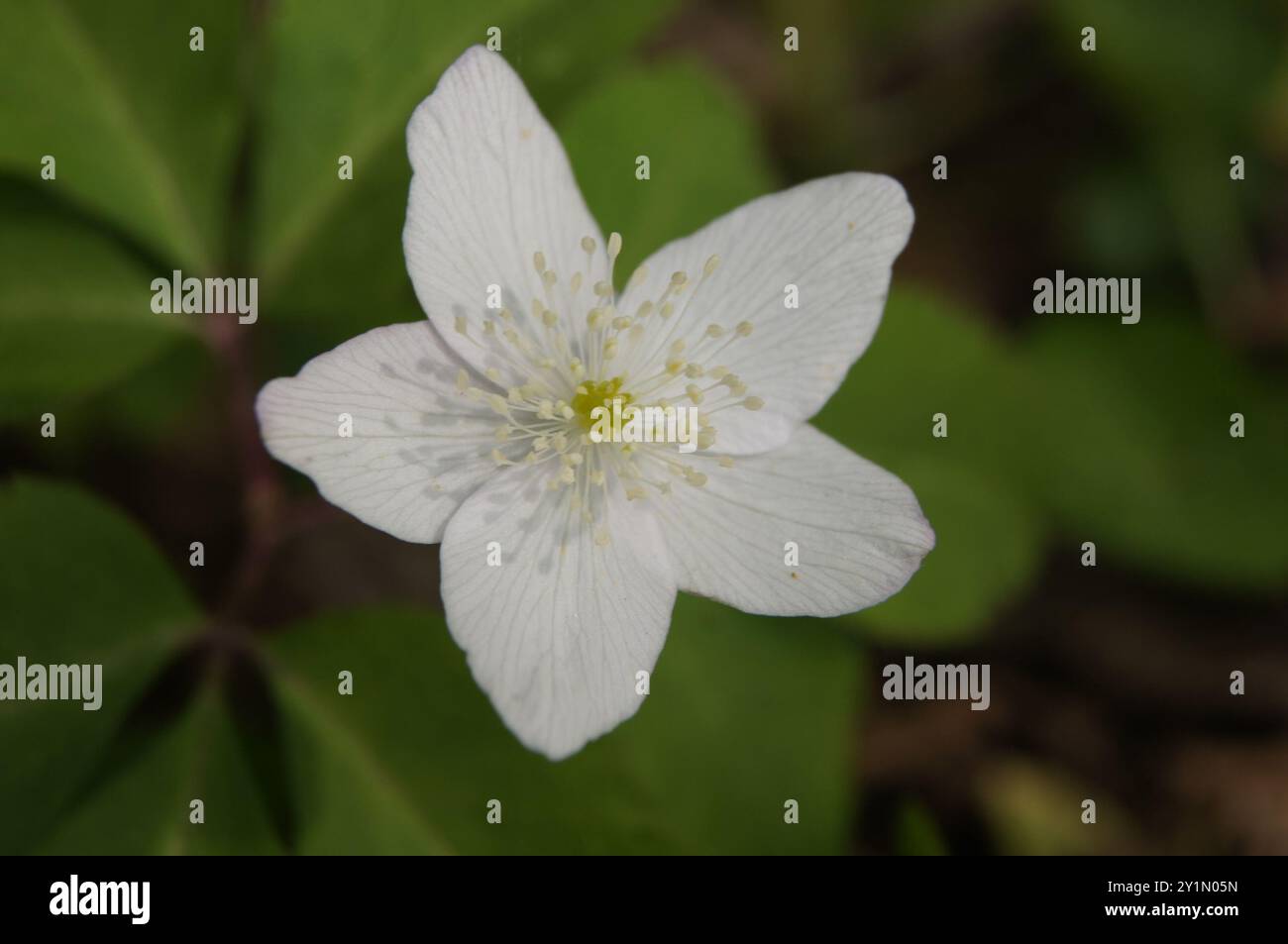 Three-leaved Anemone (Anemonoides trifolia) Plantae Stock Photo - Alamy