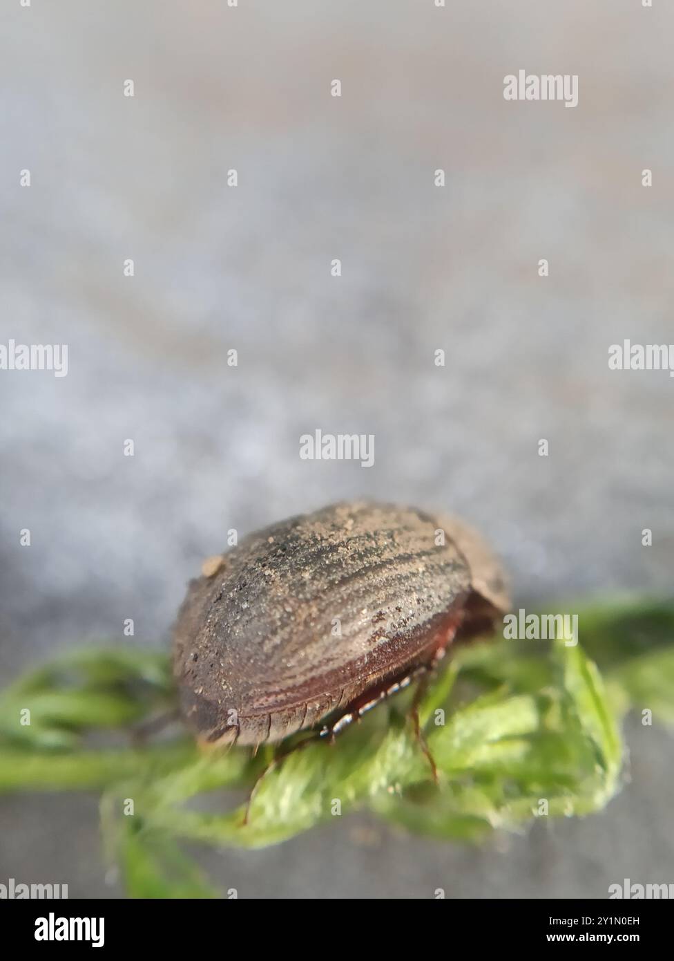 (Maladera holosericea) Insecta Stock Photo - Alamy