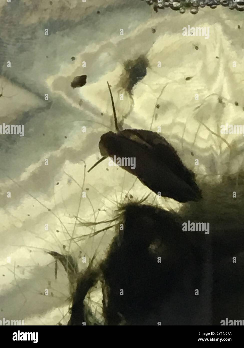 Pond Snails, Bladder Snails, and Allies (Lymnaeoidea) Mollusca Stock ...