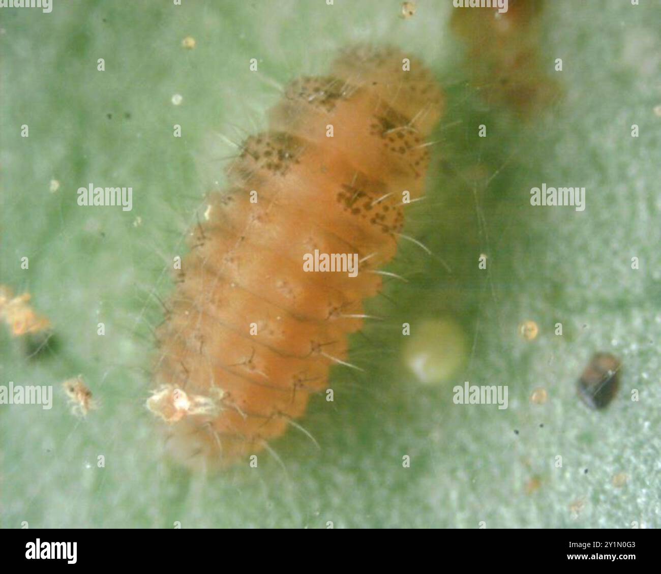 Mite-eating Ladybirds (Stethorus) Insecta Stock Photo - Alamy