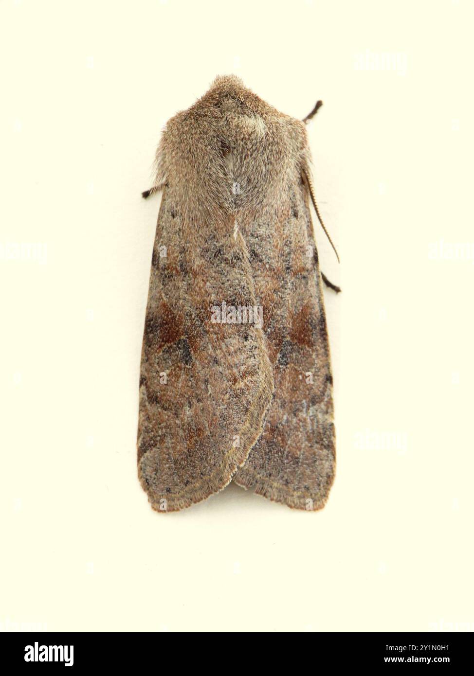 Speckled Green Fruitworm Moth (Orthosia hibisci) Insecta Stock Photo ...
