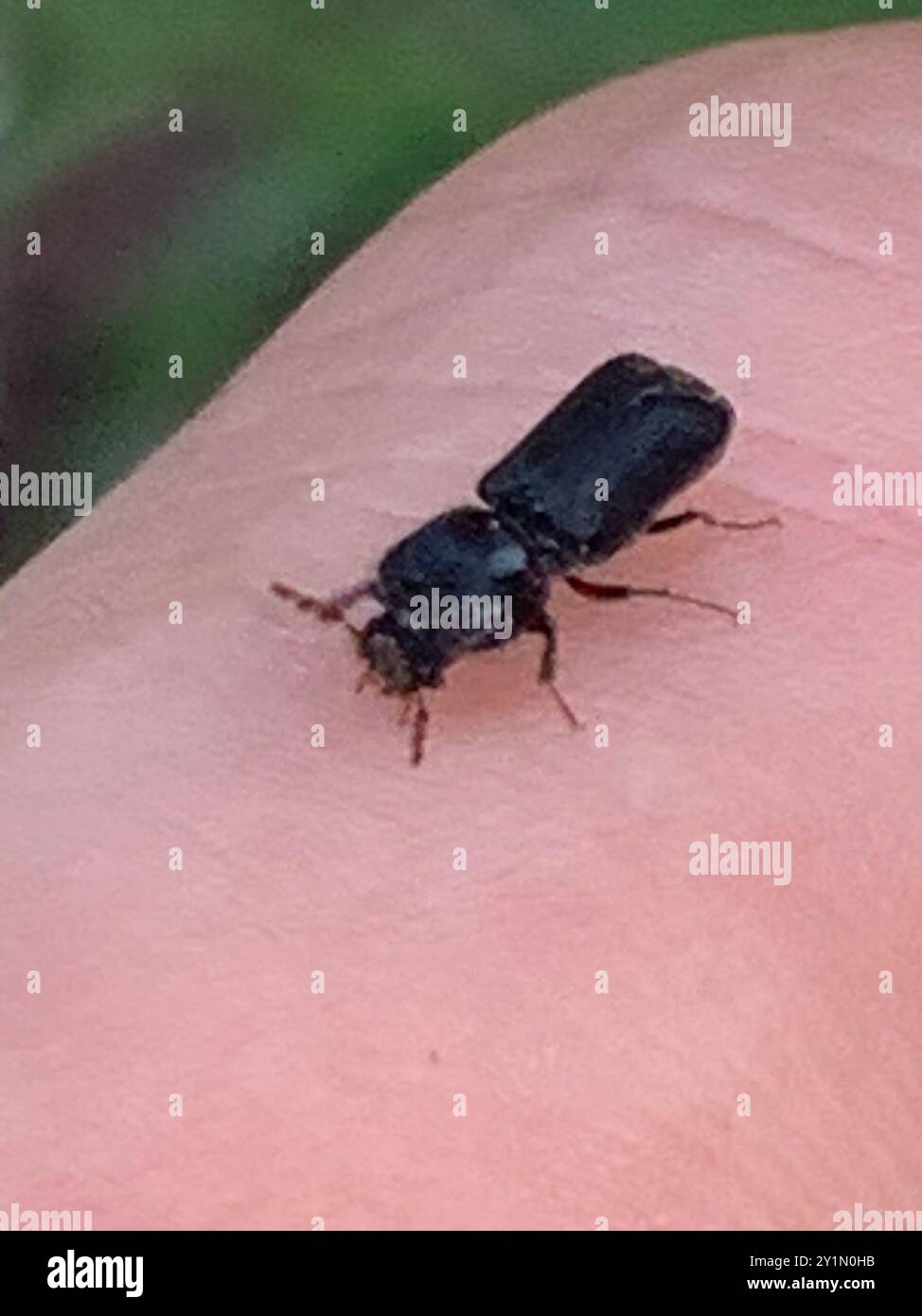 Auger Beetles (Bostrichidae) Insecta Stock Photo - Alamy