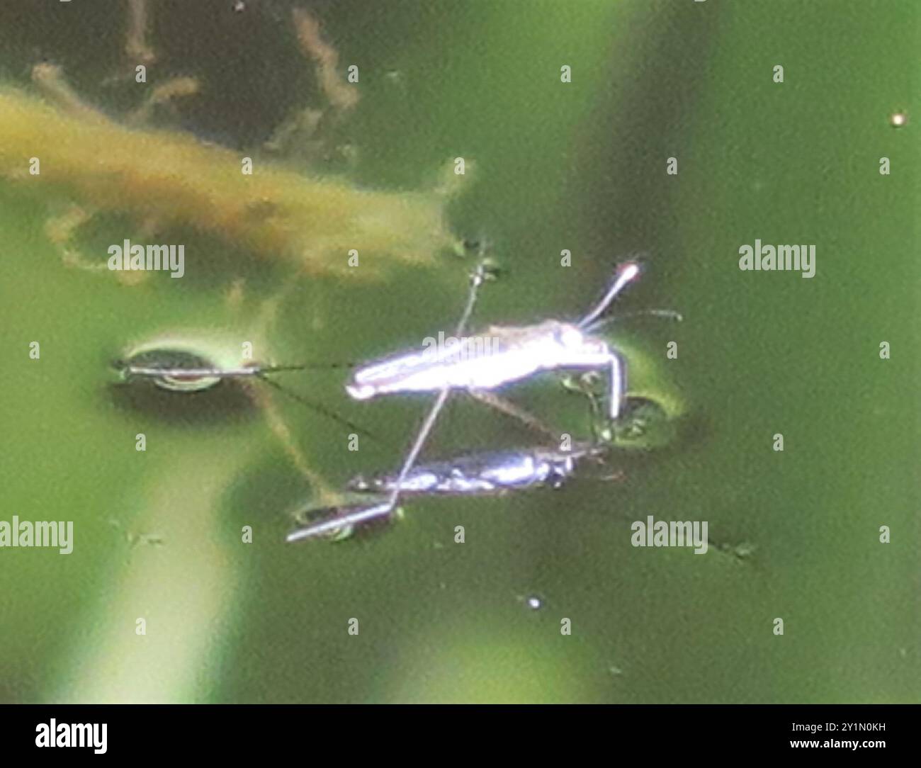 Gerris swakopensis hi-res stock photography and images - Alamy