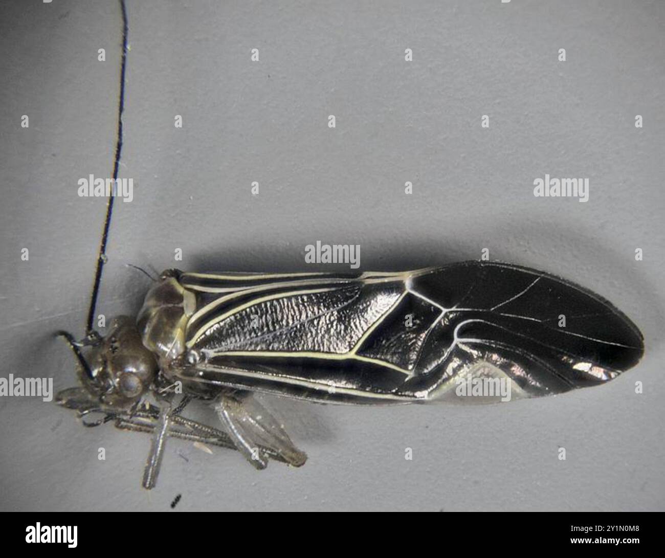 Tree Cattle (Cerastipsocus venosus) Insecta Stock Photo - Alamy