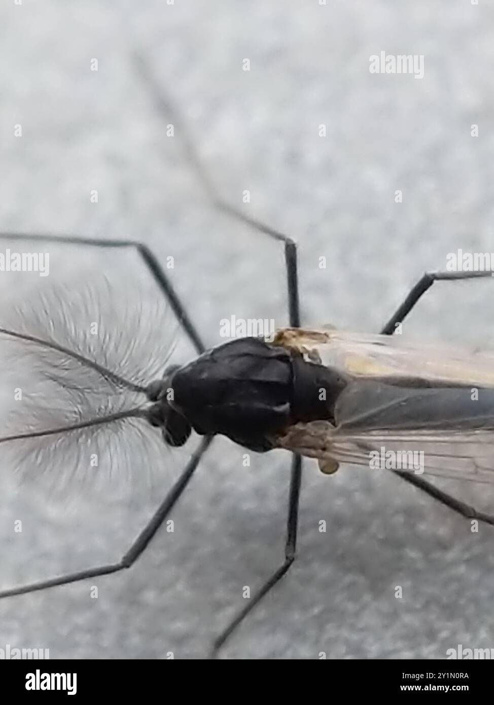 Non-biting Midges (Chironomidae) Insecta Stock Photo - Alamy