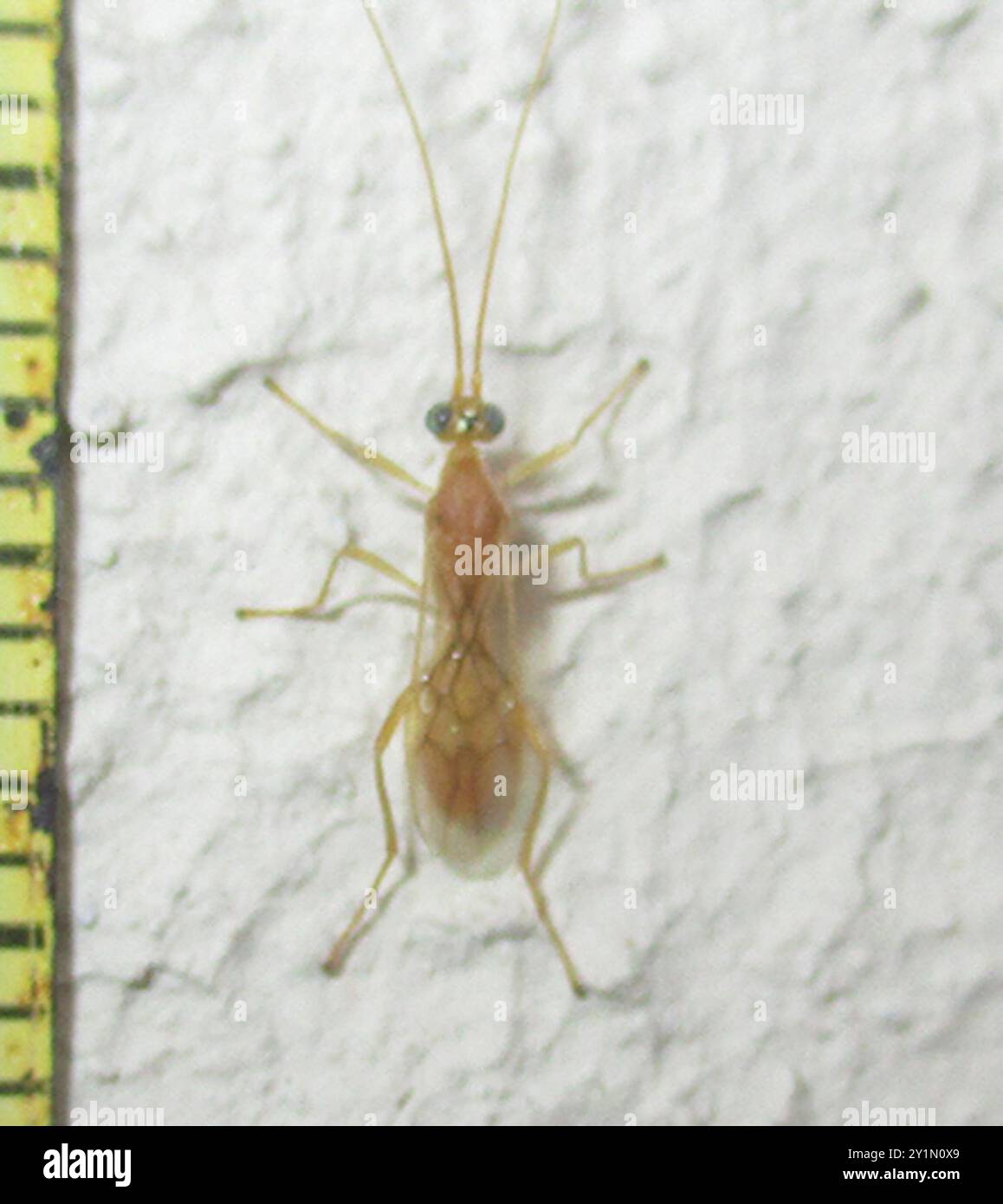 Braconid Wasps (Braconidae) Insecta Stock Photo - Alamy