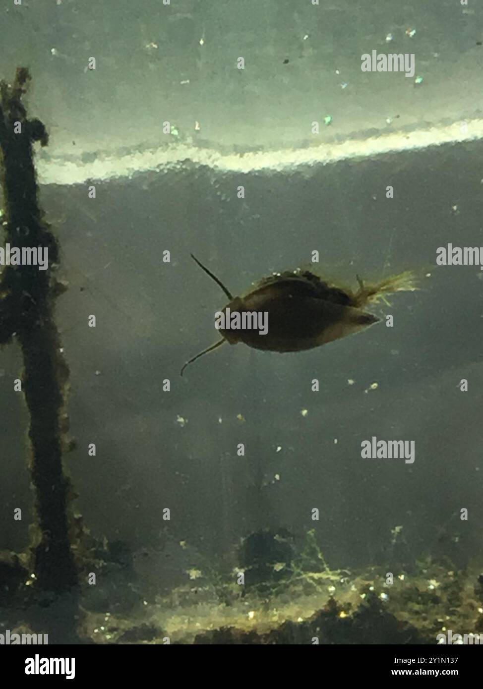 Pond Snails, Bladder Snails, and Allies (Lymnaeoidea) Mollusca Stock ...