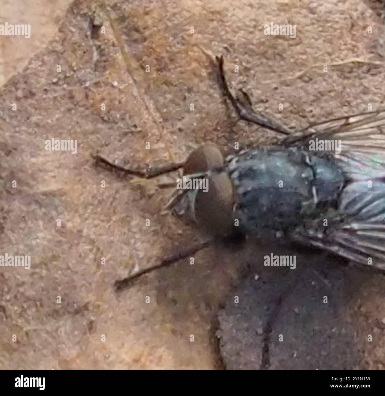Bot Flies, Blow Flies, and Allies (Oestroidea) Insecta Stock Photo - Alamy