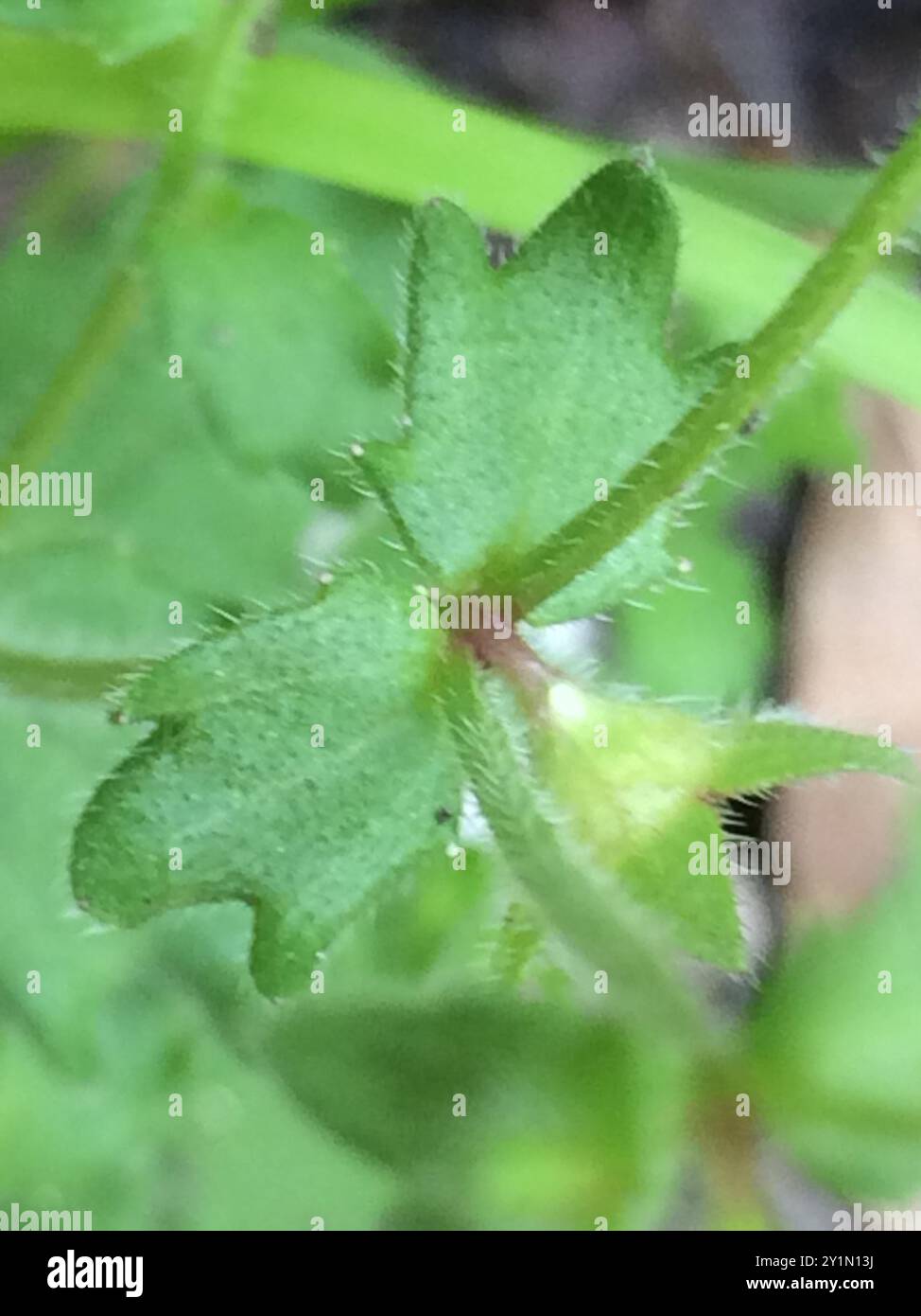 Small Bellflower (Campanula erinus) Plantae Stock Photo - Alamy