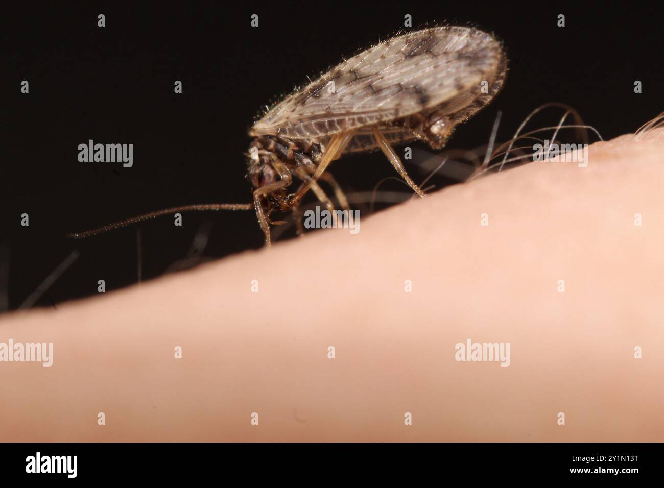 Variegated Brown Lacewing (Micromus variegatus) Insecta Stock Photo - Alamy