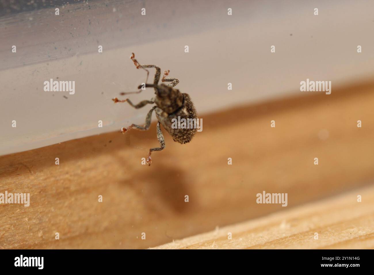 Cabbage Stem Weevil (Ceutorhynchus pallidactylus) Insecta Stock Photo ...