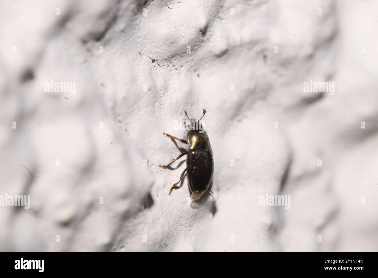 Common Pollen Beetle (Brassicogethes aeneus) Insecta Stock Photo - Alamy