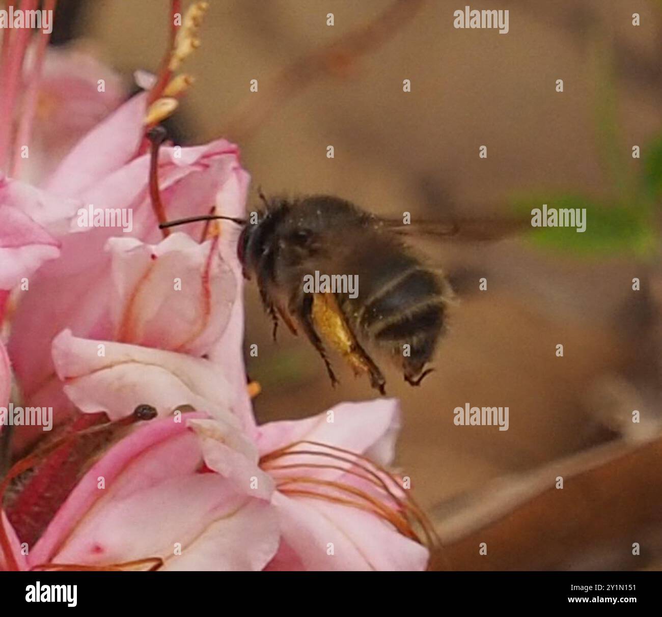 Asian Shaggy Digger Bee (Anthophora villosula) Insecta Stock Photo - Alamy