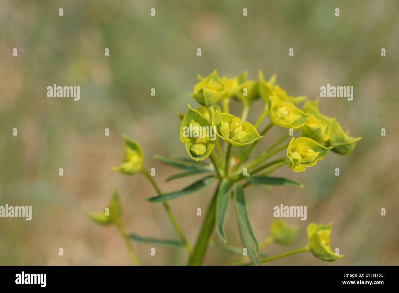 leafy spurge (Euphorbia esula) Plantae Stock Photo - Alamy
