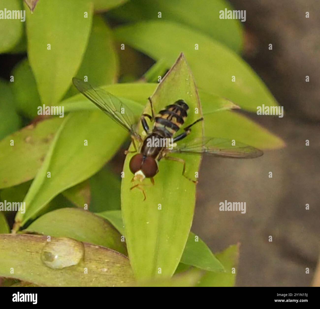 Eastern Calligrapher (Toxomerus geminatus) Insecta Stock Photo - Alamy