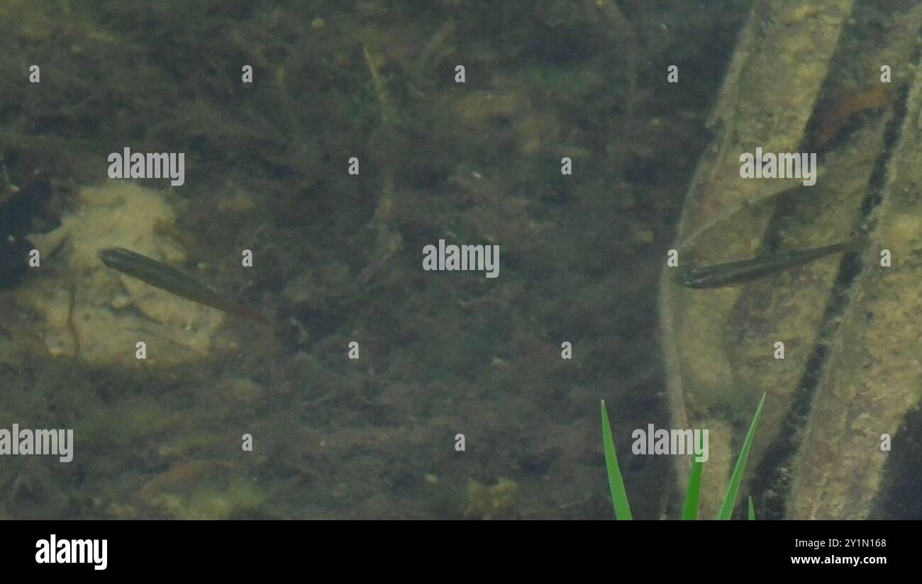 Typical Killifishes (Fundulus) Actinopterygii Stock Photo - Alamy