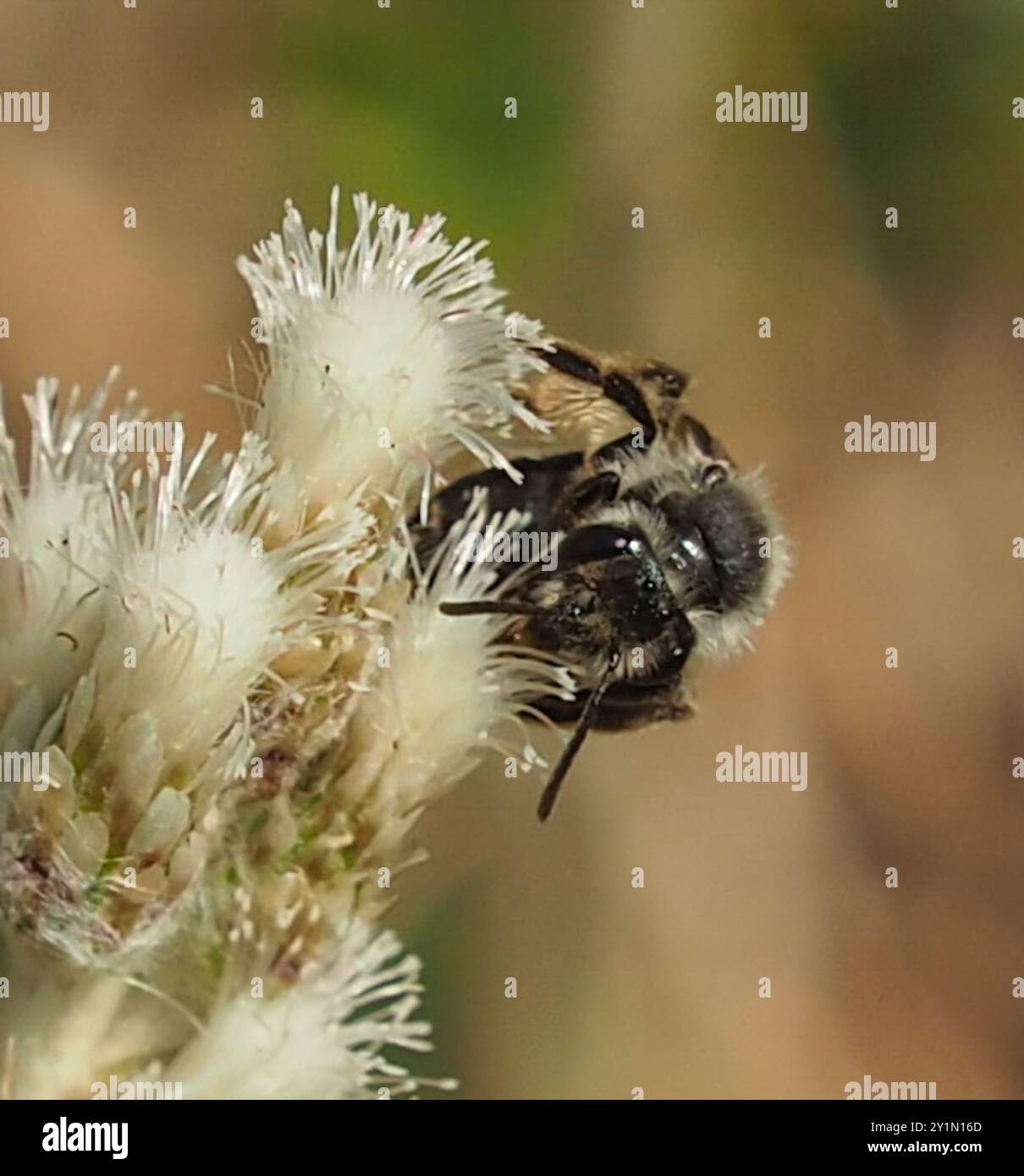 Mining Bees (Andrena) Insecta Stock Photo - Alamy