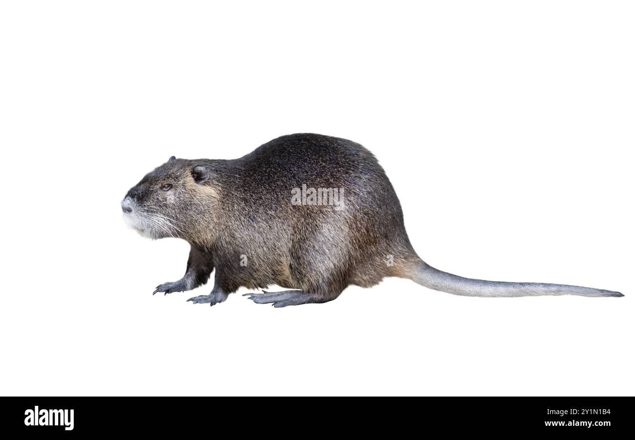 nutria, a large rodent isolated on white, animals Stock Photo - Alamy