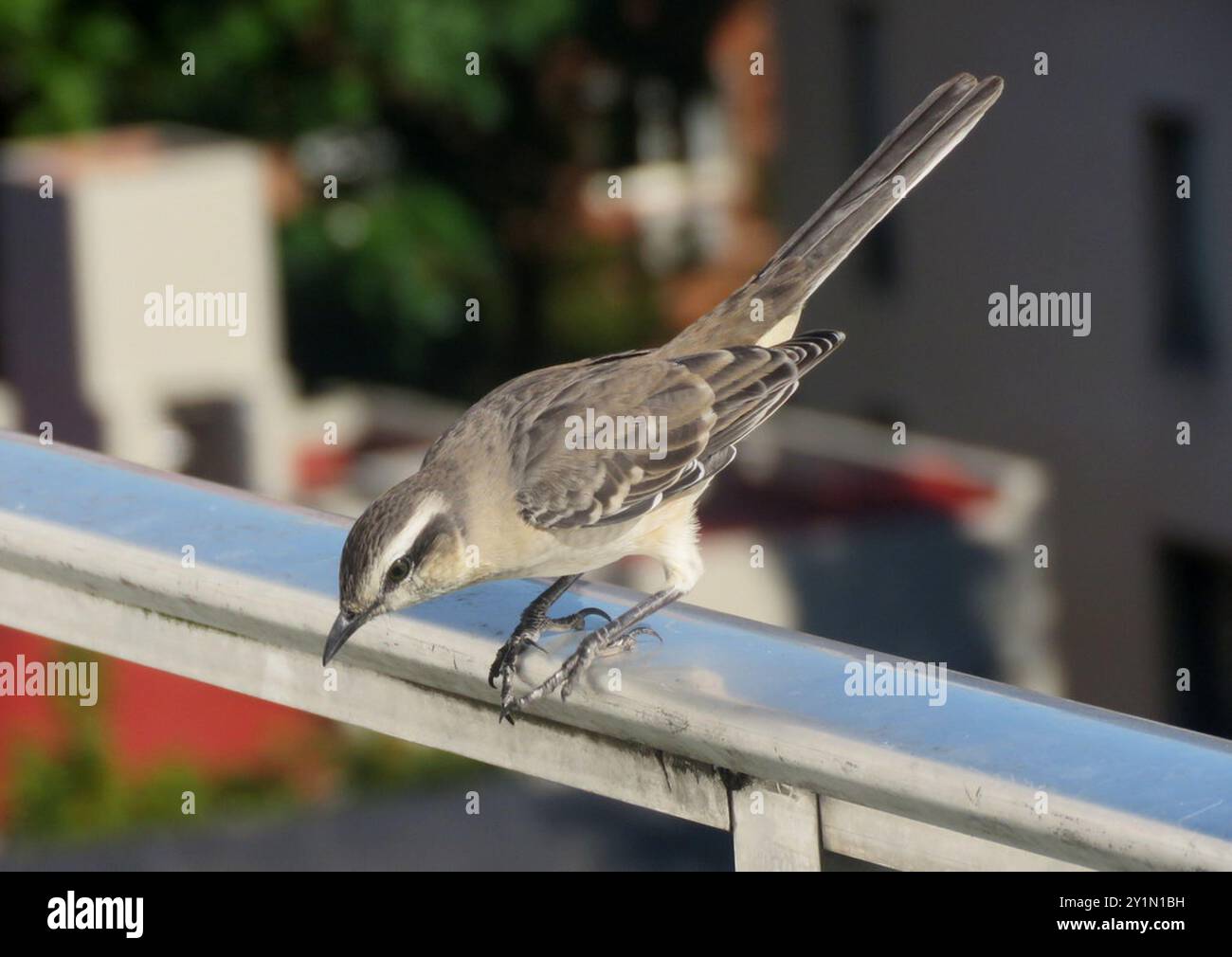 Chalk-browed Mockingbird (Mimus saturninus) Aves Stock Photo - Alamy